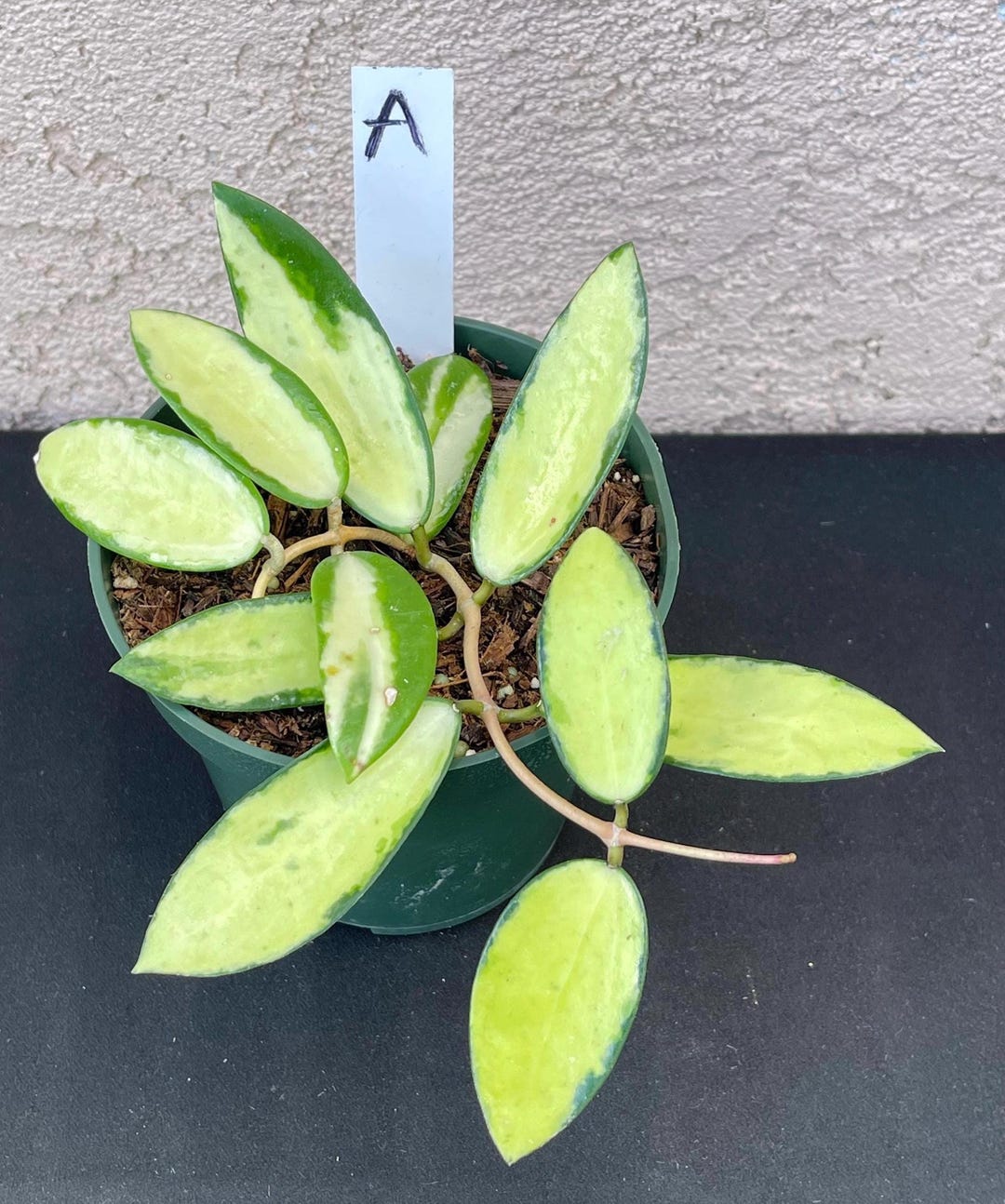 Hoya Acuta Inner Variegated in 4.5”pots - Rare Hoya - Wax Plant ...