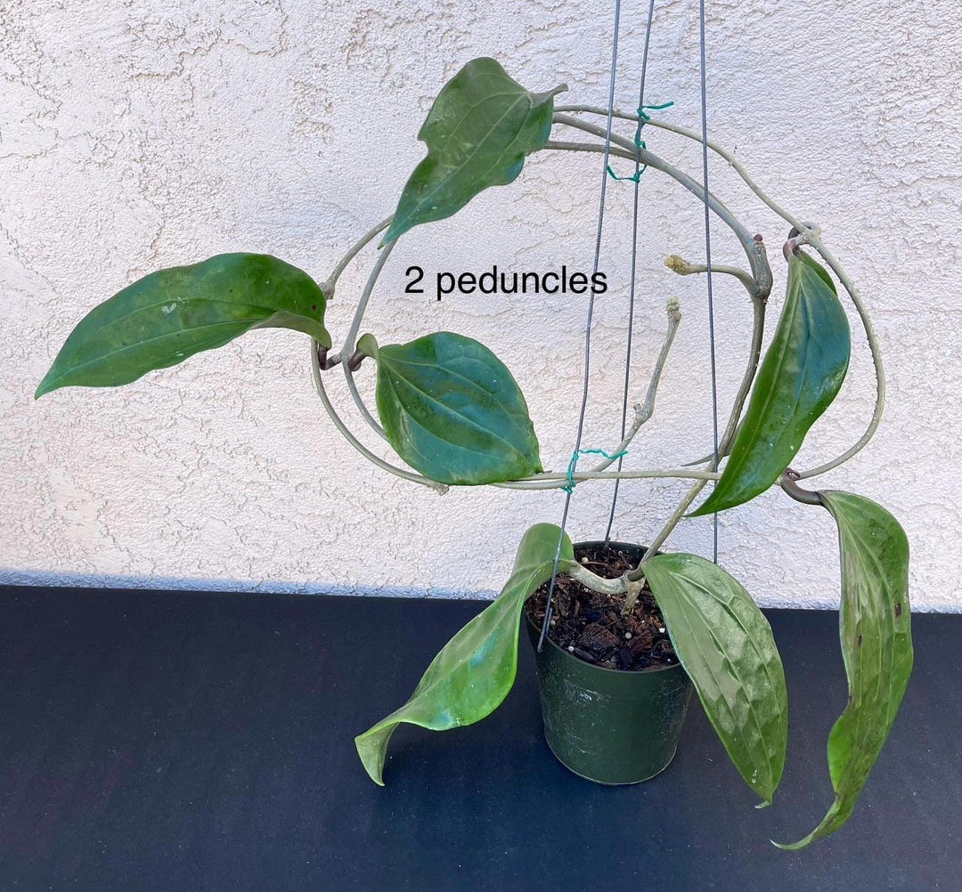 Hoya Rigida Big Leaves With Green Flowers in 4.5pot Rare Hoya Wax Plant ...