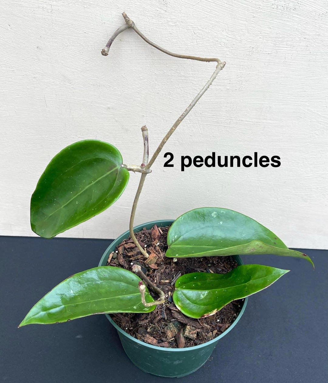 Hoya Sp.22 Khao Yai in 6”pot - Rare Hoya - Wax Plant - Exact Plant ...