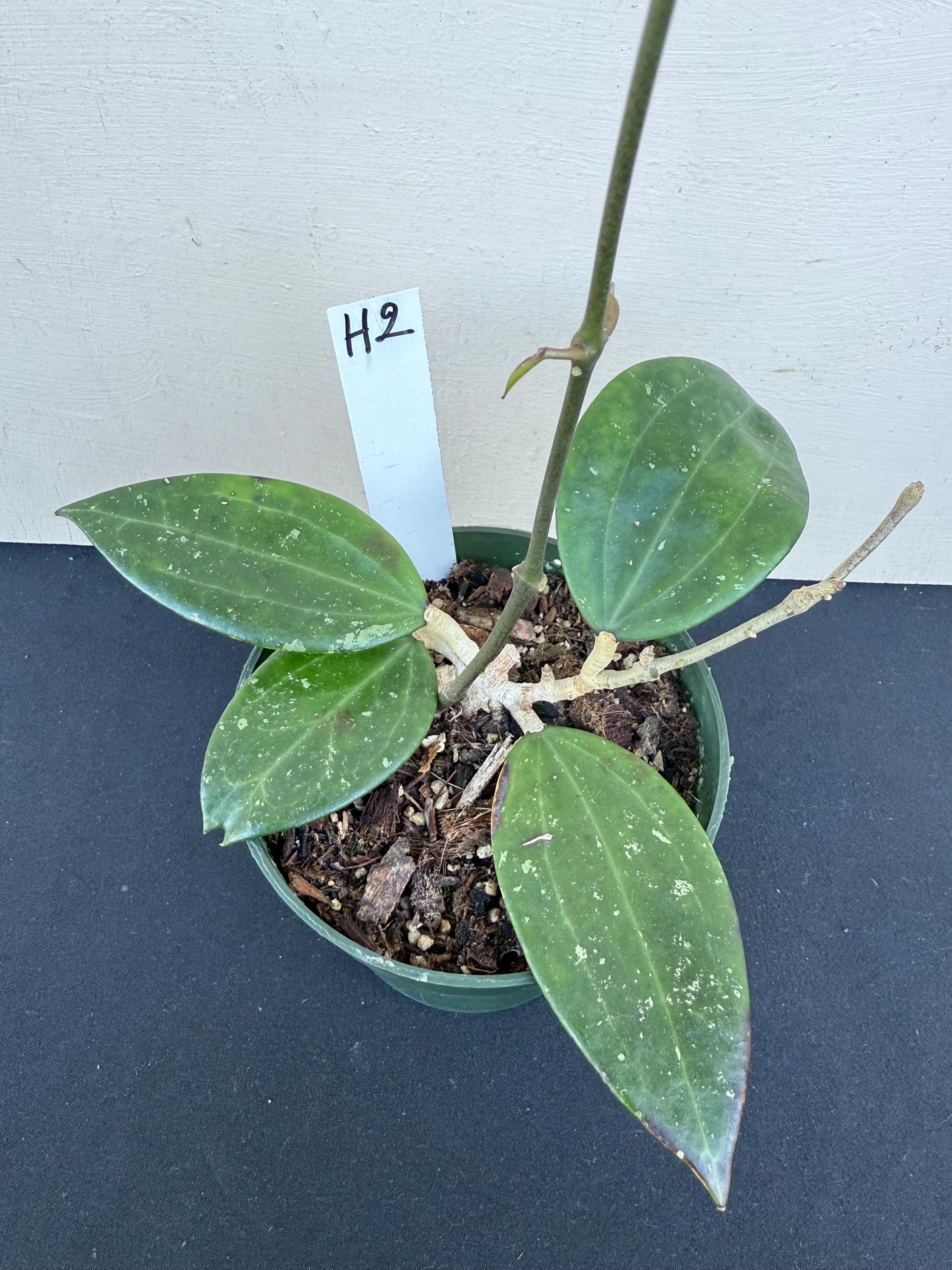 Hoya Hanhiae Pink in 4.5”pots - Rare Hoya - Wax Plant - Beautiful ...