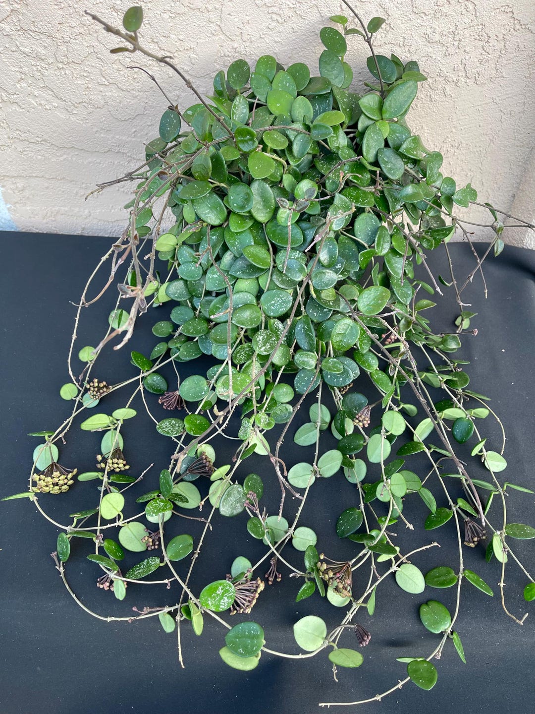 Hoya Mathilde in Bloom in 8”pot, W/29+ Peduncles - Rare Hoya - Wax ...