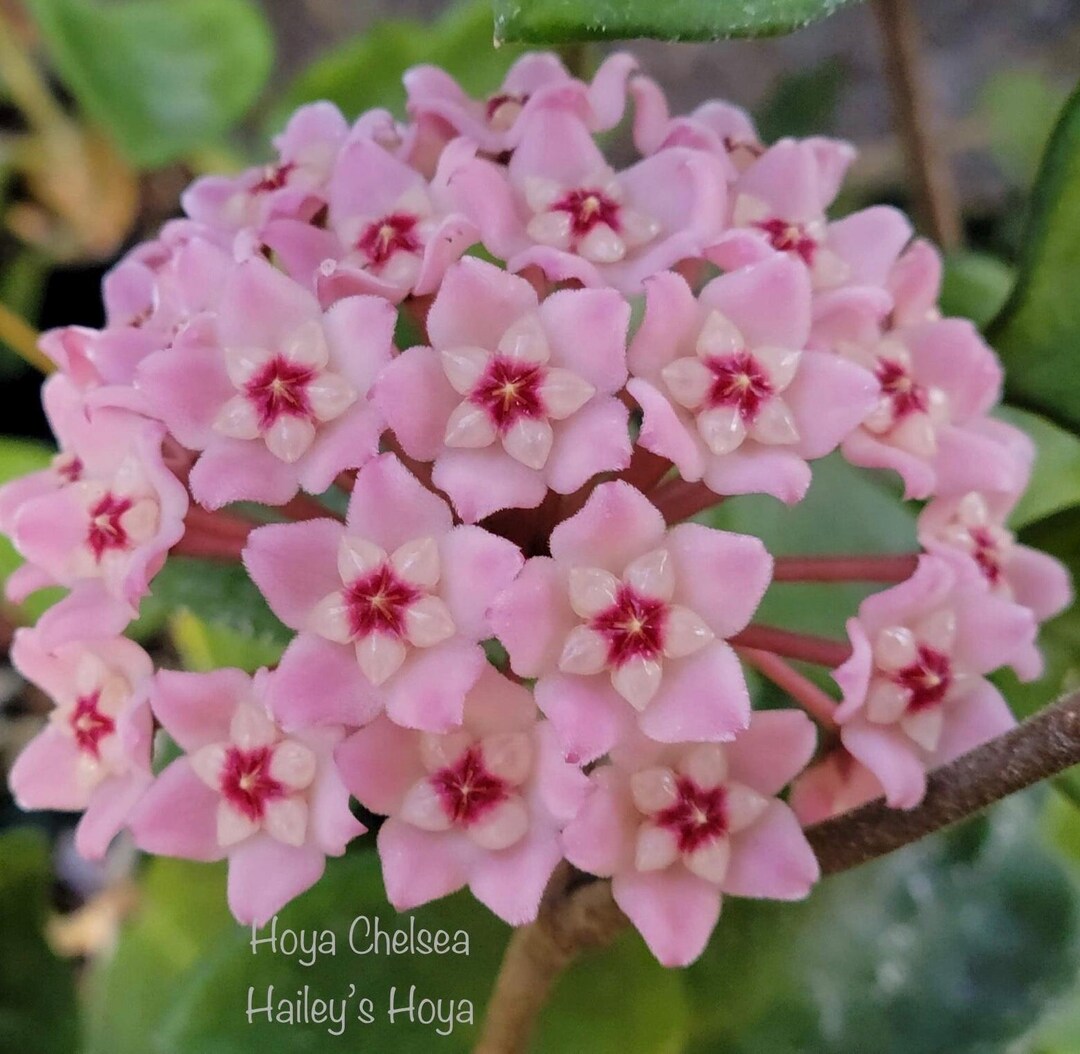 Hoya Chelsea in 4”pots - Rare Hoya - Wax Plant - Beautiful Scented ...