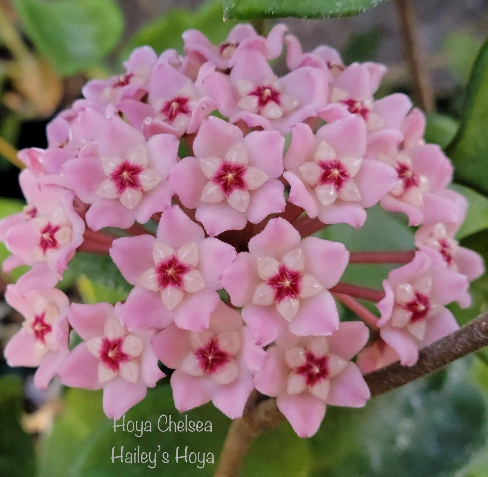 Hoya Chelsea in 4”pots - Rare Hoya - Wax Plant - Beautiful Scented ...