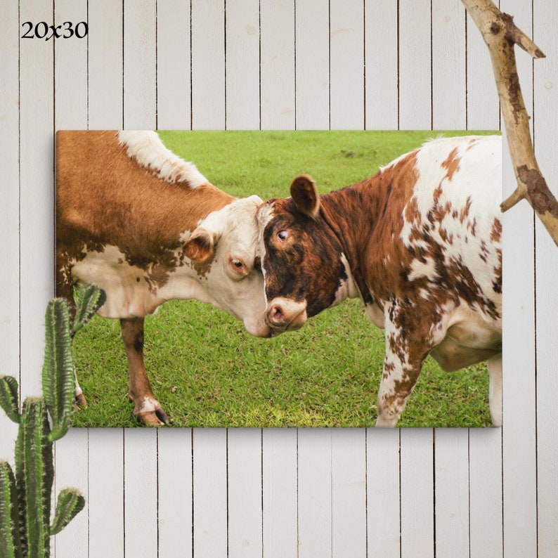 Cows in Love Canvas Print - Farmhouse Wall Art Decor - Etsy