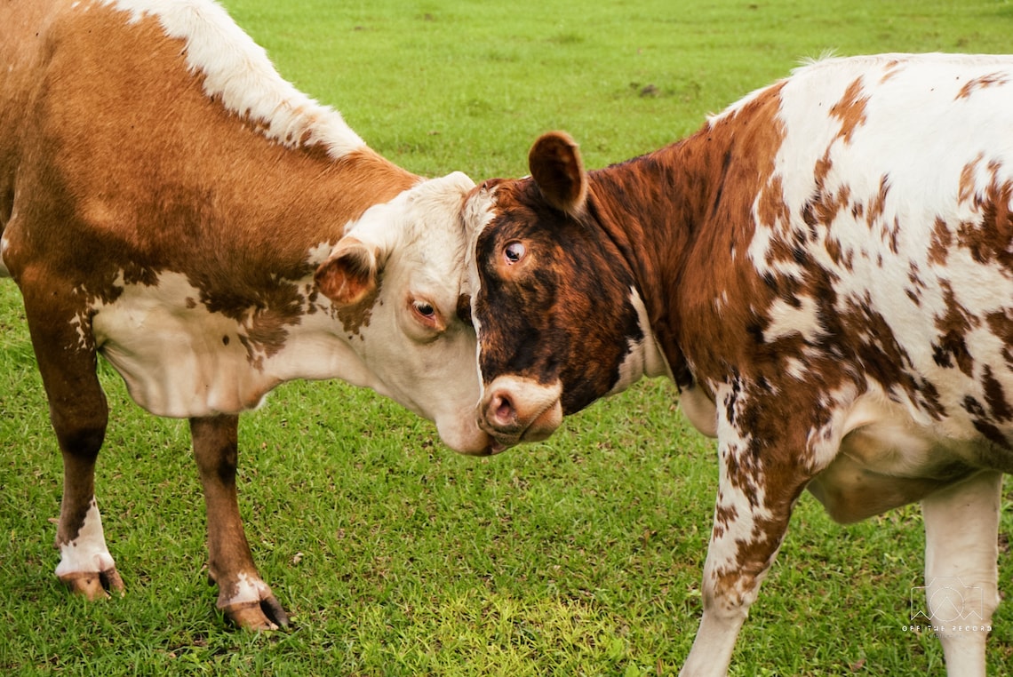 Cows in Love Canvas Print - Farmhouse Wall Art Decor - Etsy