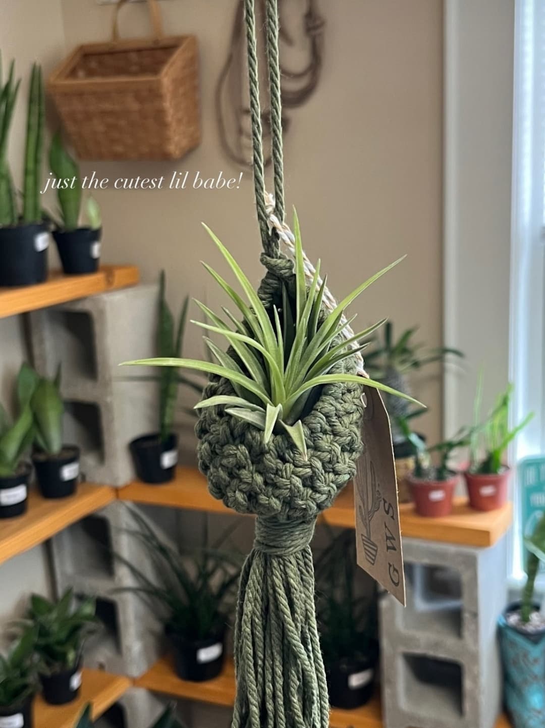 Macrame Air Plant Hanger-hanging Plant Pod-air Plant Nest-boho Macrame ...