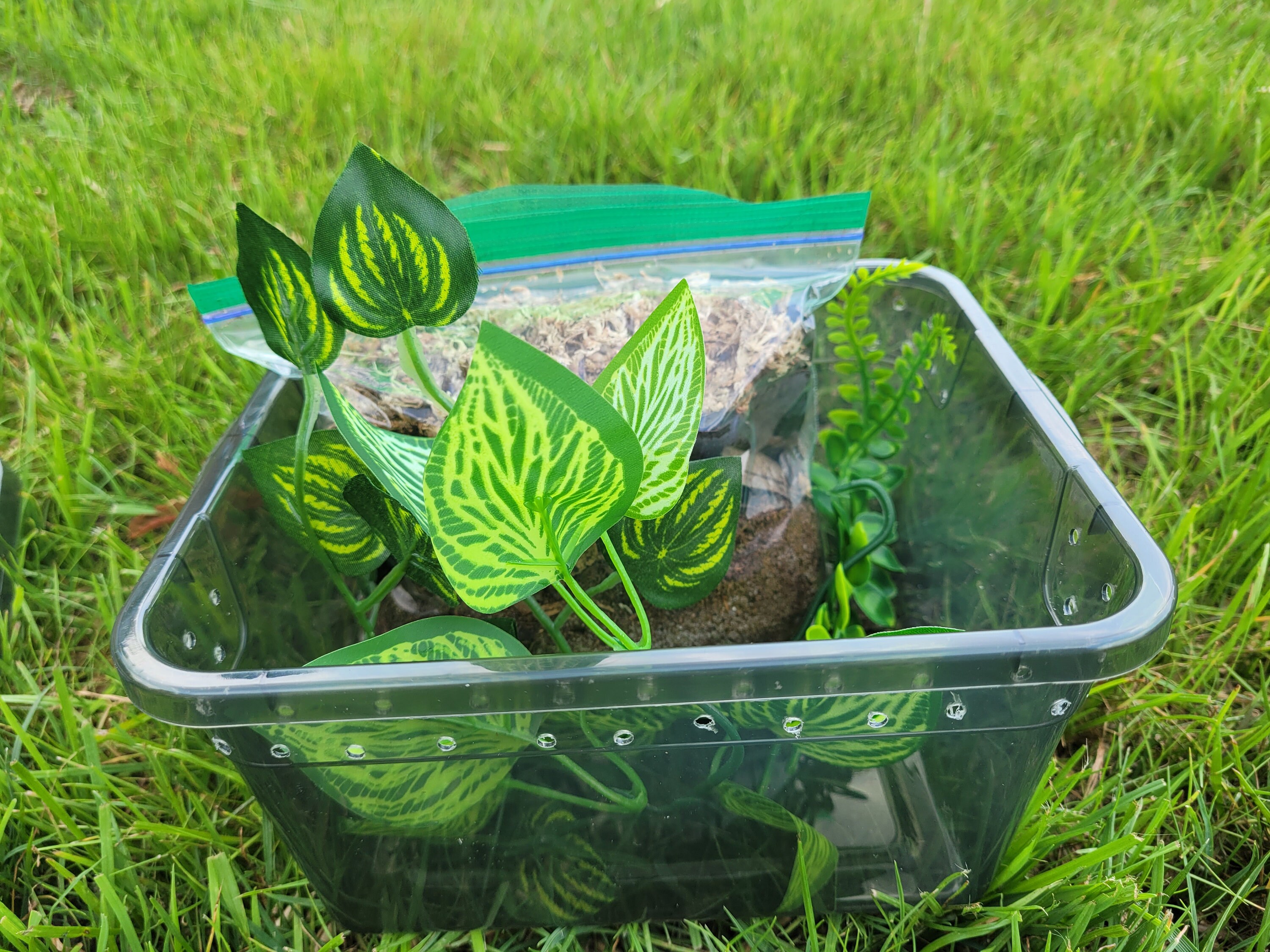 Isopod Starter Kit - Etsy