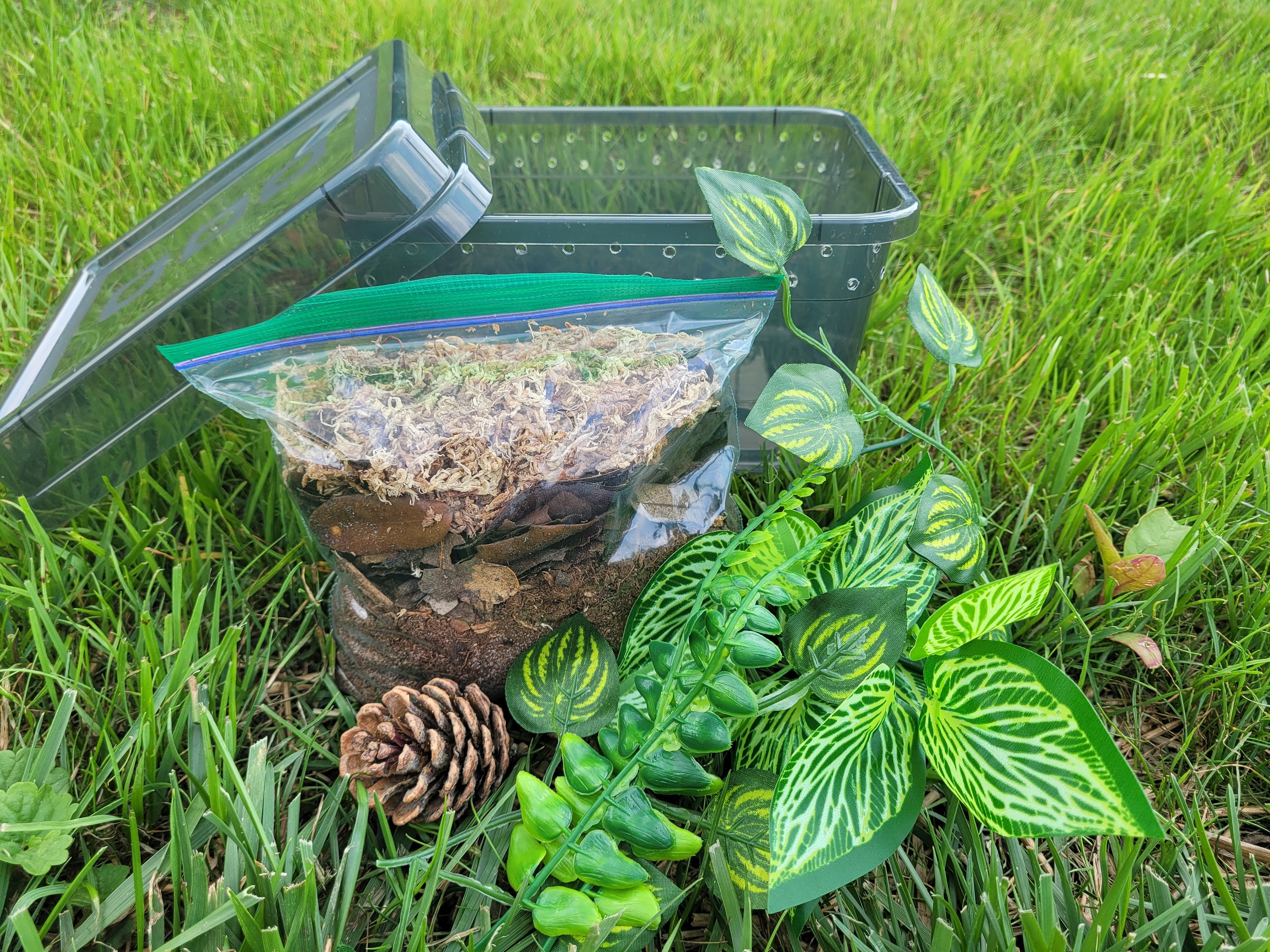 Isopod Starter Kit - Etsy