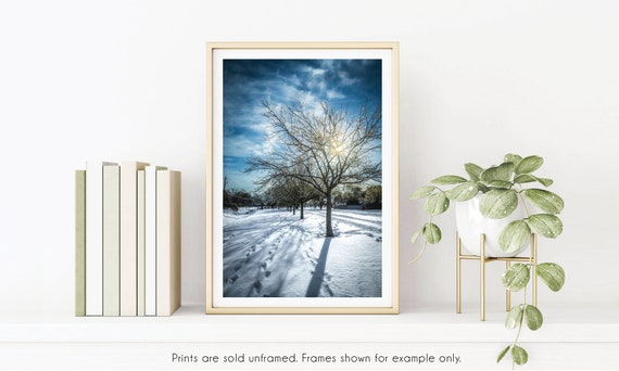 Snow Landscape Photography Tree in Snow 2 Austin Texas | Etsy