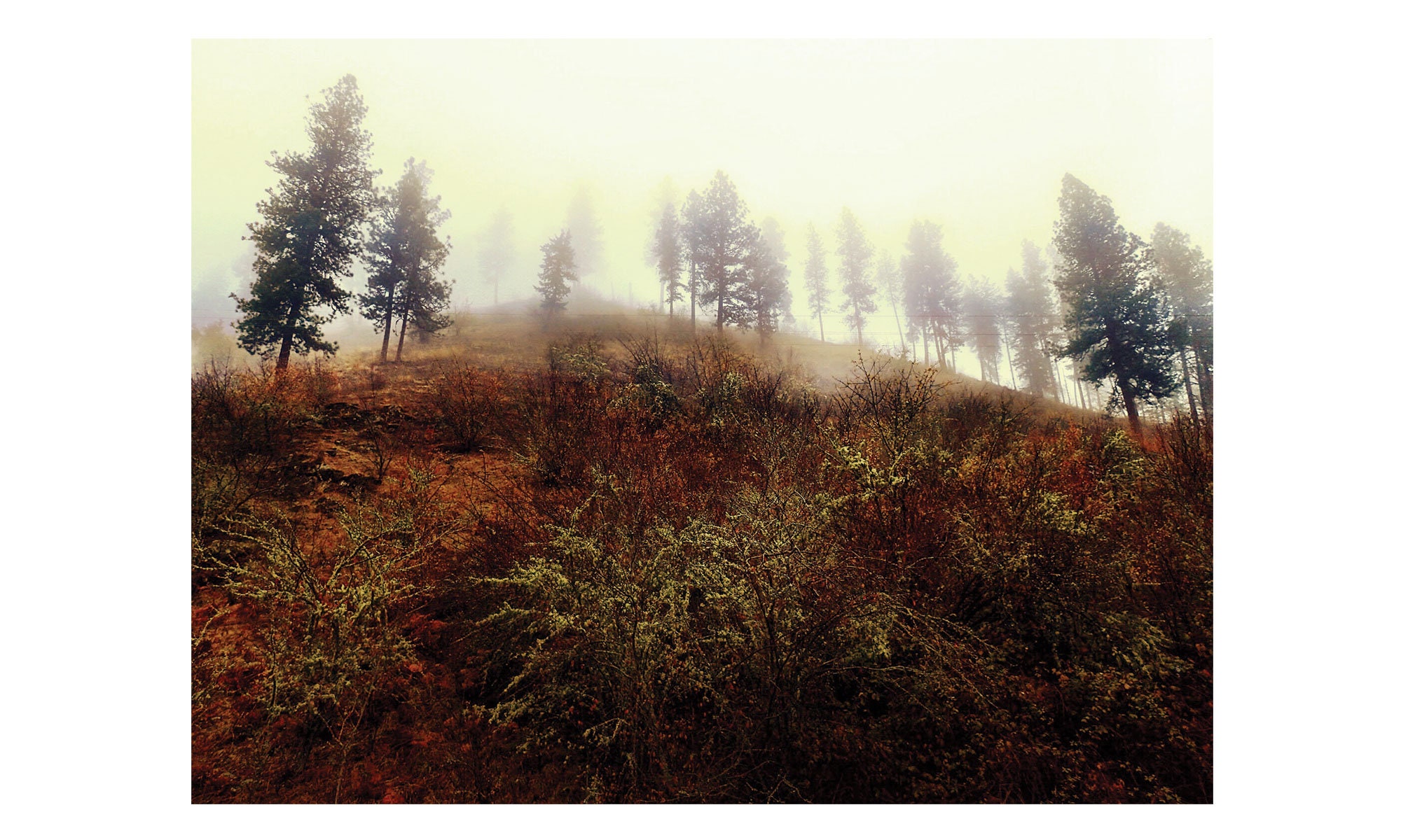 Landscape Photography, PNW Trees, Pacific Northwest Nature Photography ...