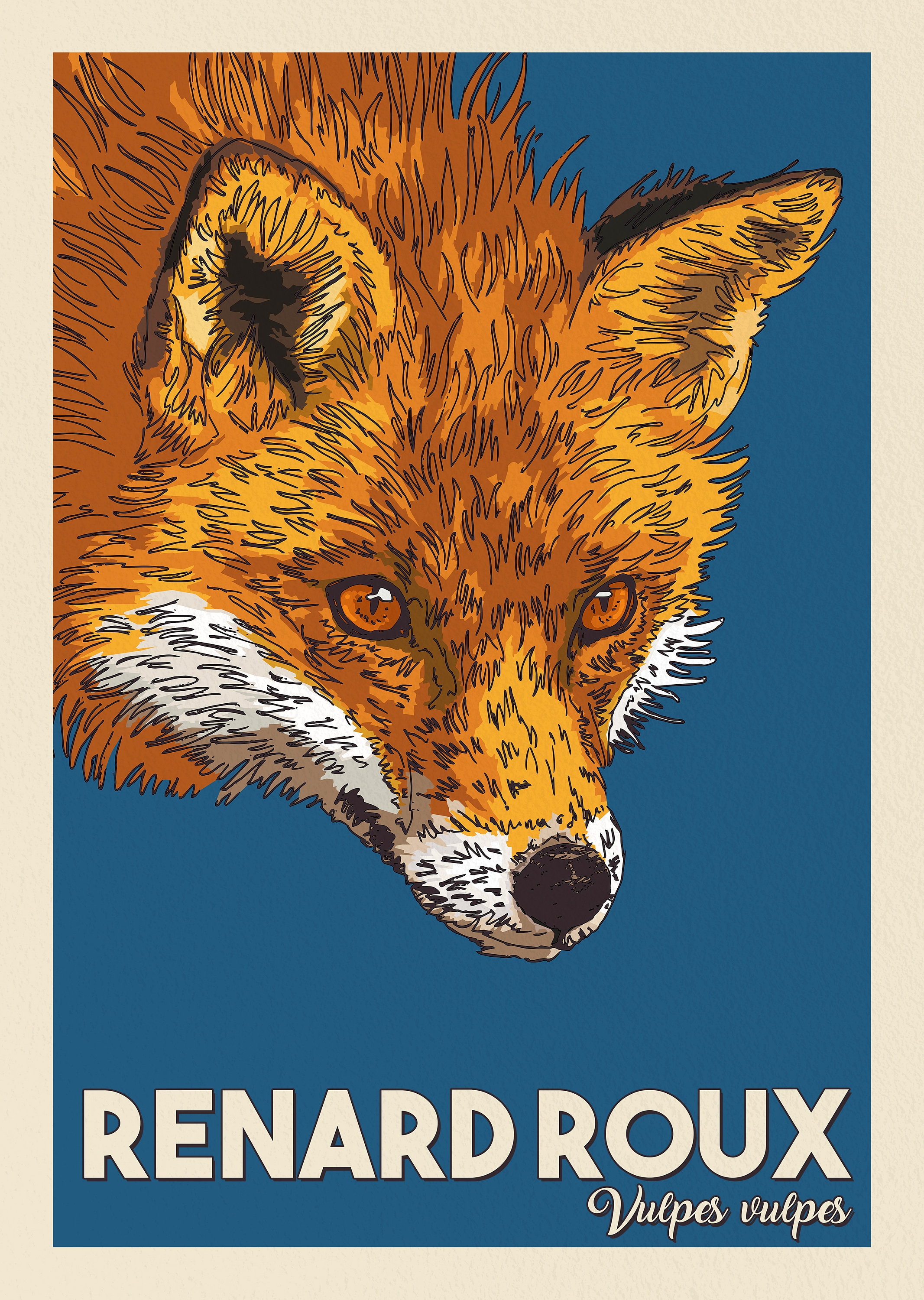 Renard roux, illustration animaux, affiche naturaliste, affiche enfant ...