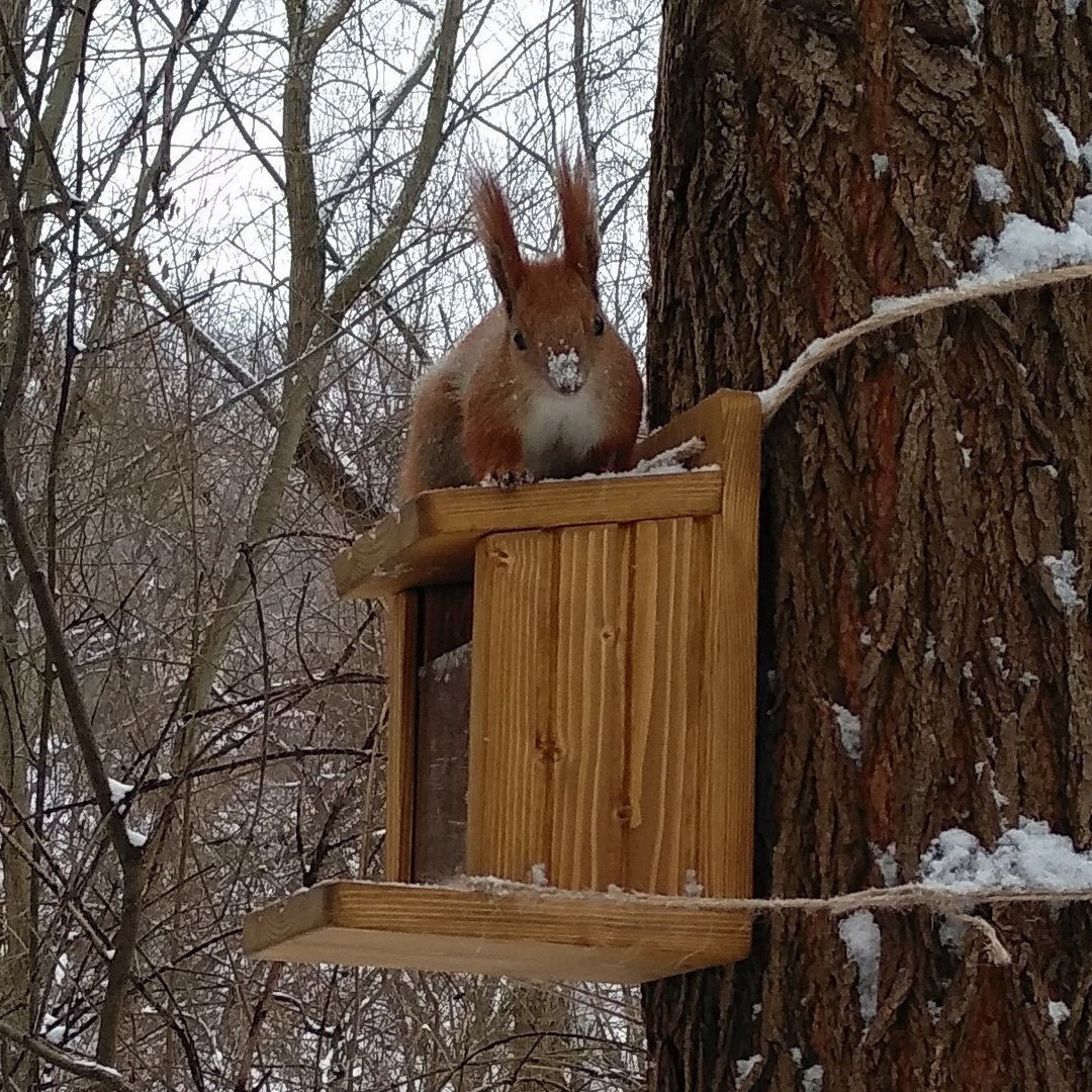 Squirrel Nut Bar, Handmade Wildlife Feeder - Etsy