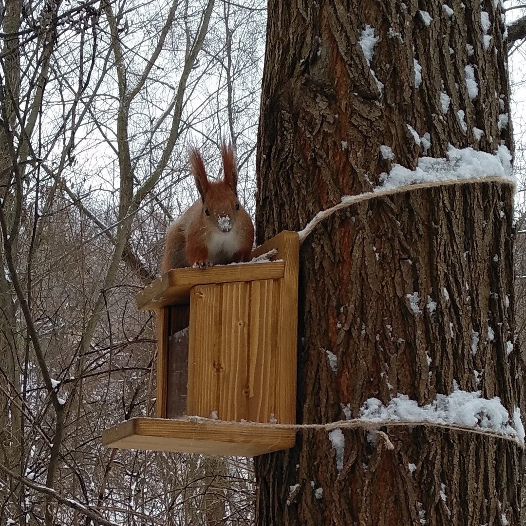 Squirrel Feeder Squirrel Nut Bar Squirrel House Squirrel - Etsy UK