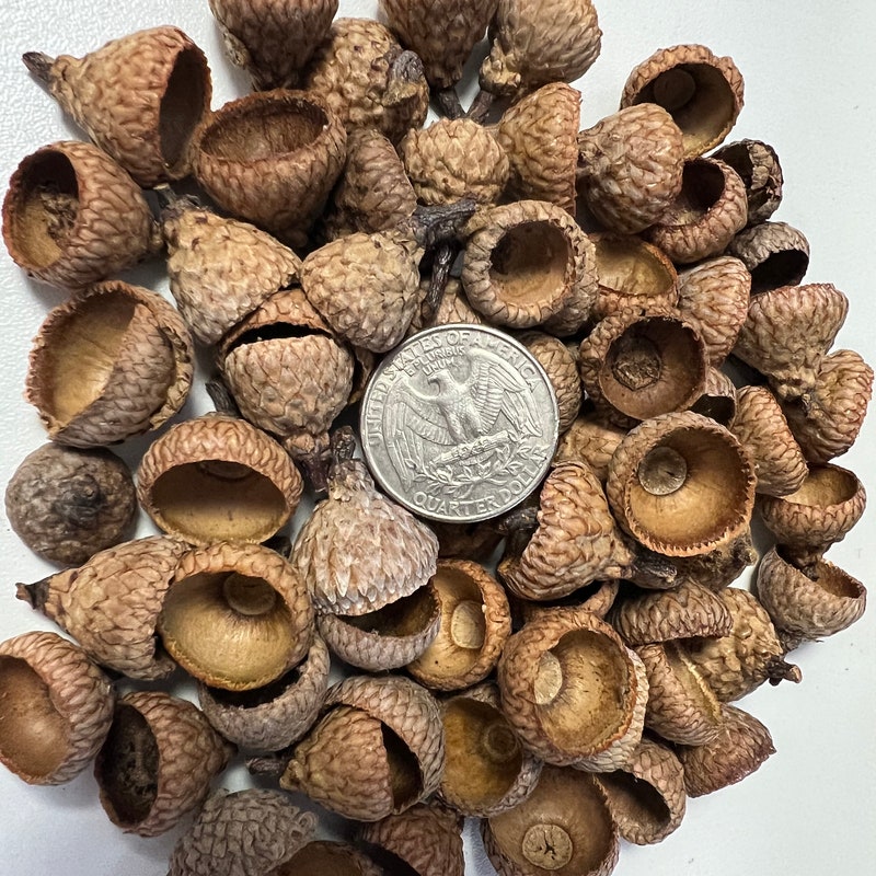 Acorn - Etsy