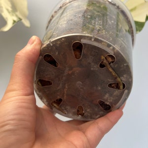 Exact Plant US Seller Monstera Deliciosa Mint Albo Variegated Fully ...