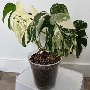 Exact Plant US Seller Monstera Deliciosa Mint Albo Variegated Fully ...