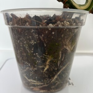 Exact Plant US Seller Monstera Deliciosa Mint Albo Variegated Fully ...