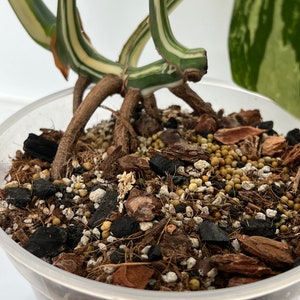 Exact Plant US Seller Monstera Deliciosa Mint Albo Variegated Fully ...