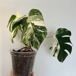 Exact Plant US Seller Monstera Deliciosa Mint Albo Variegated Fully ...
