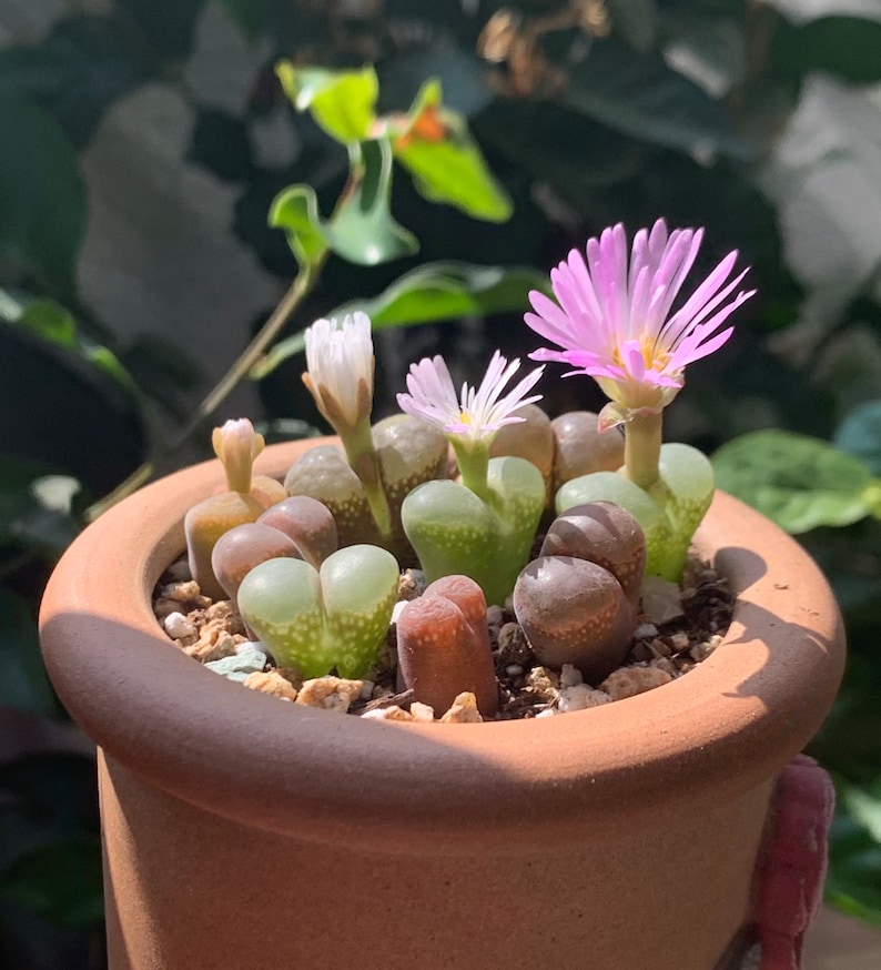 SALE Extremely Rare Ophthalmophyllum/conophytum Longum - Etsy