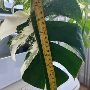 Exact Plant US Seller Monstera Deliciosa Mint Albo Variegated Fully ...