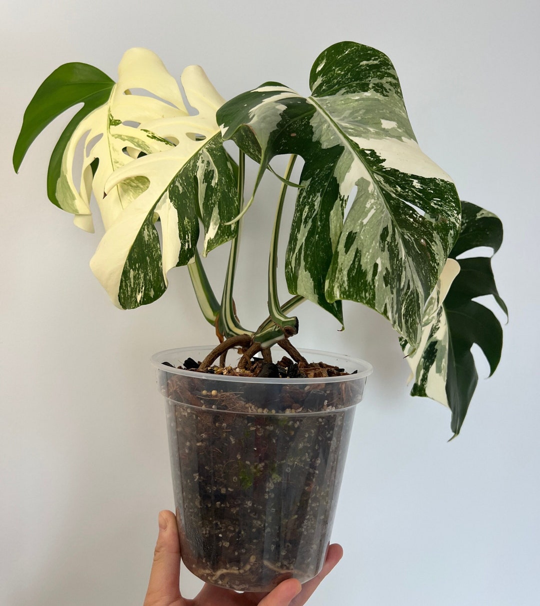 Exact Plant US Seller Monstera Deliciosa Mint Albo Variegated Fully ...