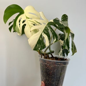 Exact Plant US Seller Monstera Deliciosa Mint Albo Variegated Fully ...