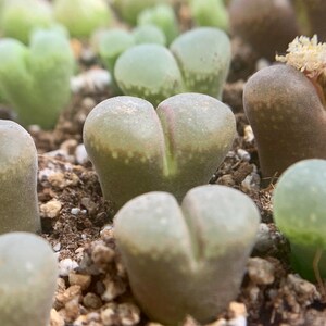 SALE Extremely Rare Ophthalmophyllum/conophytum Longum herrei 0.55/1 ...