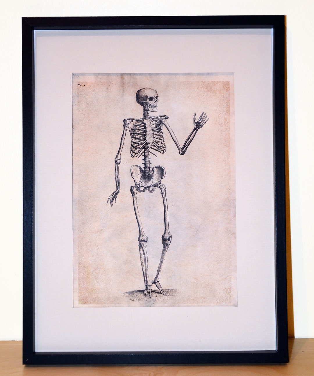 Skeleton Anatomy Print Skeleton Print Hand Aged Skeleton - Etsy