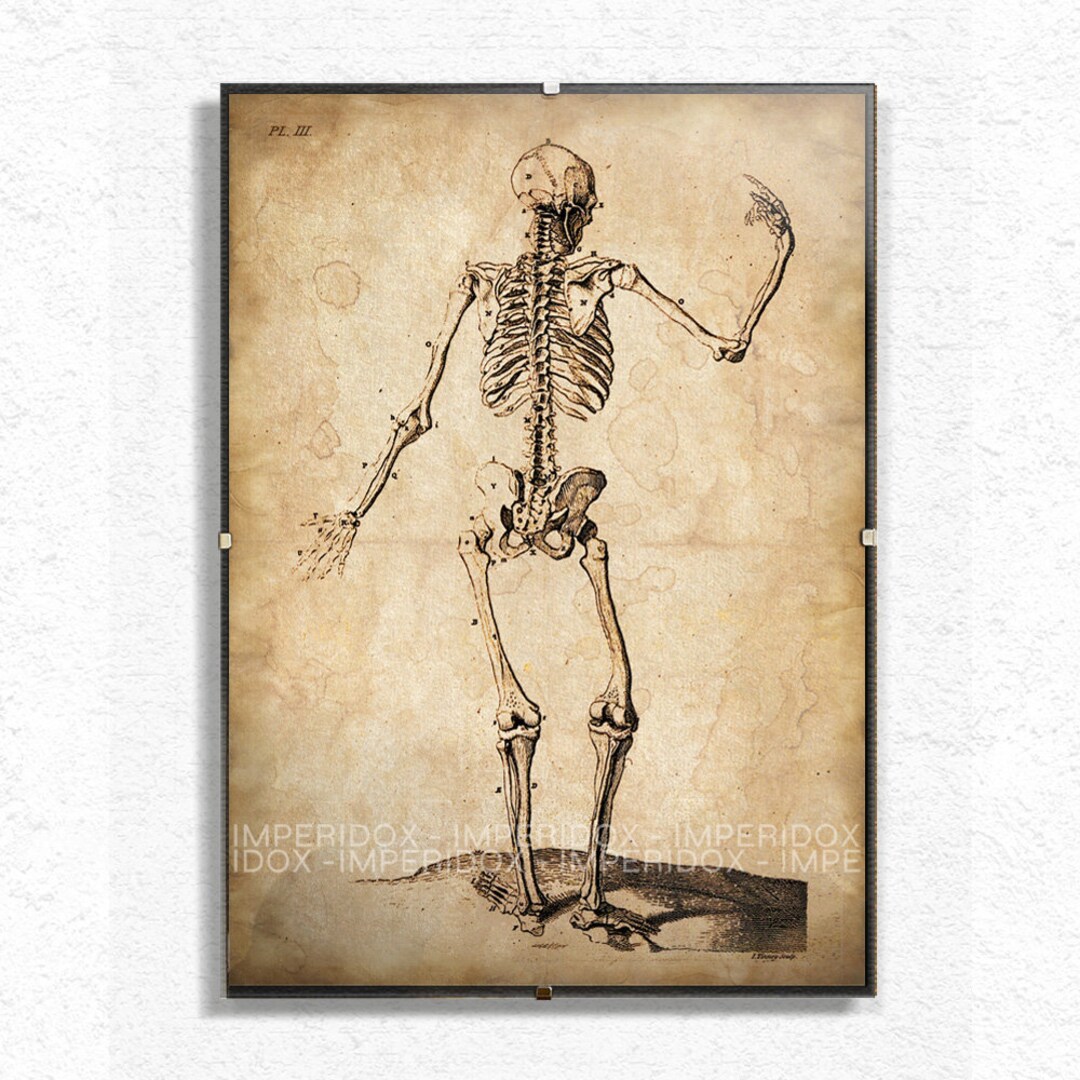 Skeleton Poster Print, Skeleton Artwork, Skeleton Print Bathroom, Hand ...
