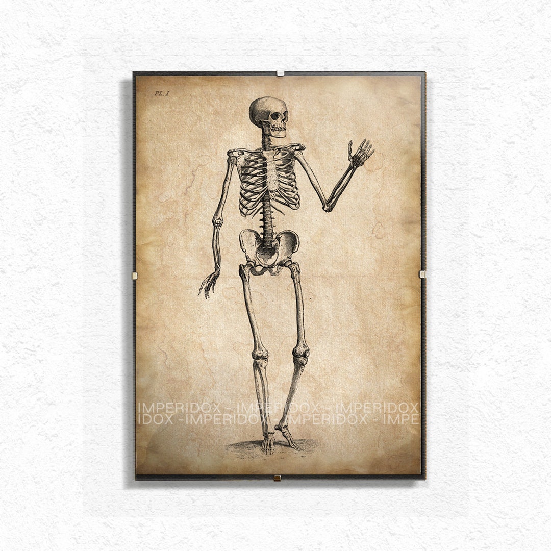Skeleton Anatomy Print, Skeleton Print, Hand Aged Skeleton Print ...