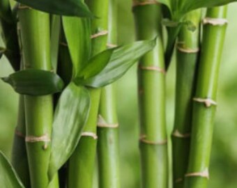 Live Bamboo Plant - Etsy