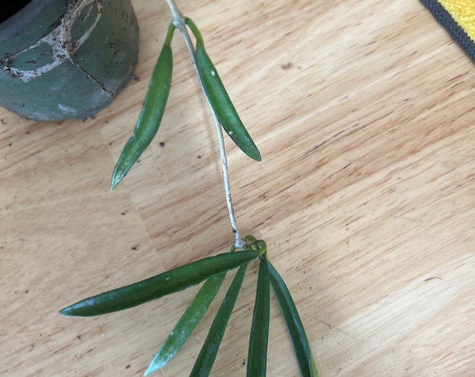 Hoya Shepherdii Rare Hoya Epiphyte Plant String Bean Hoya Plant Cutting ...