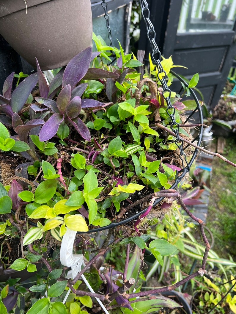 Rare Tradescantia Wandering Jew/dude Varieties Variegated Flumensis ...