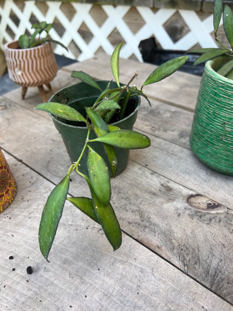 Rare Hoya Rosita Vining Plant Epiphyte Several Varieties Available ...