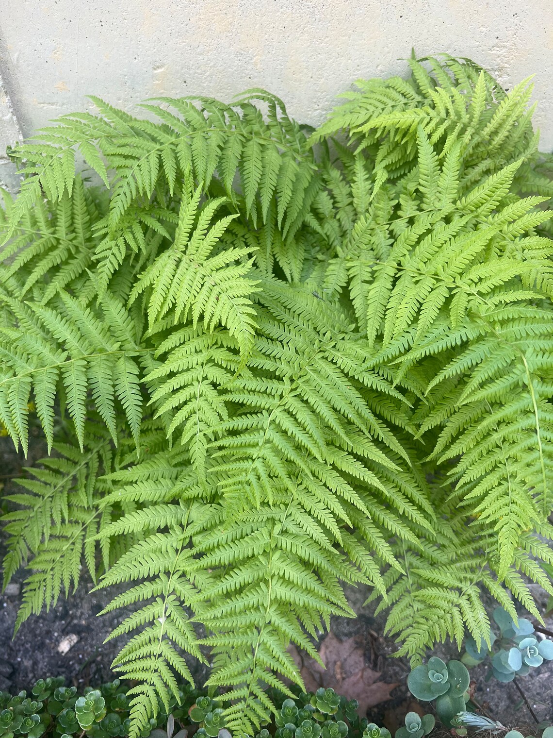 Outdoor Neon Fern Perennial - Etsy