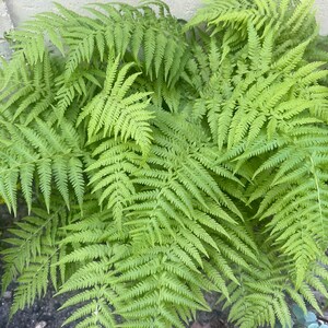 Outdoor Neon Fern Perennial - Etsy