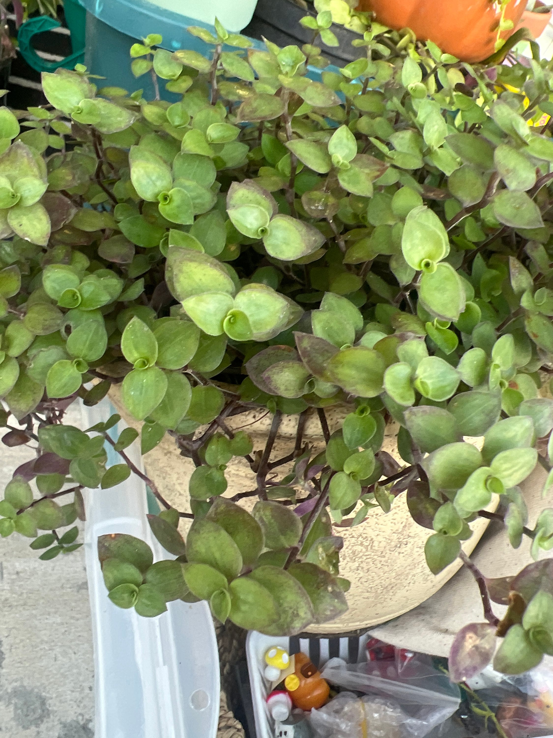 Bolivian Jew Callisia Repens Mini Wandering Jew Mini Wandering Dude - Etsy