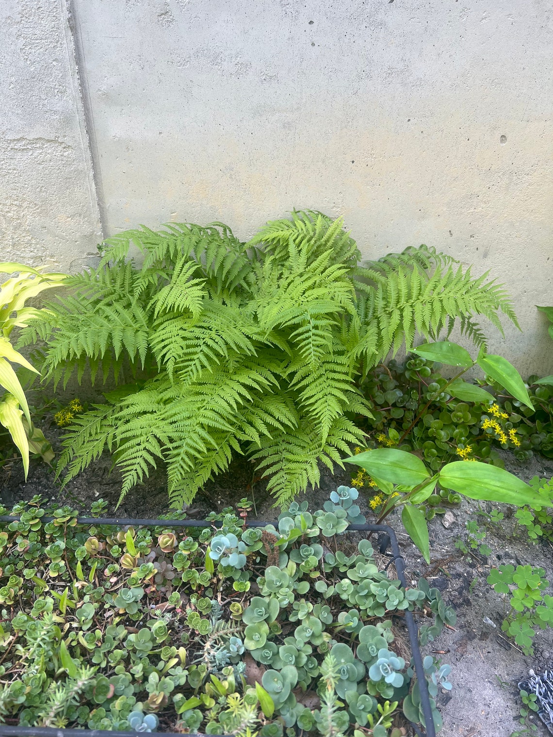 Outdoor Neon Fern Perennial - Etsy
