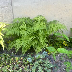 Outdoor Neon Fern Perennial - Etsy