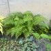 Outdoor Neon Fern Perennial - Etsy