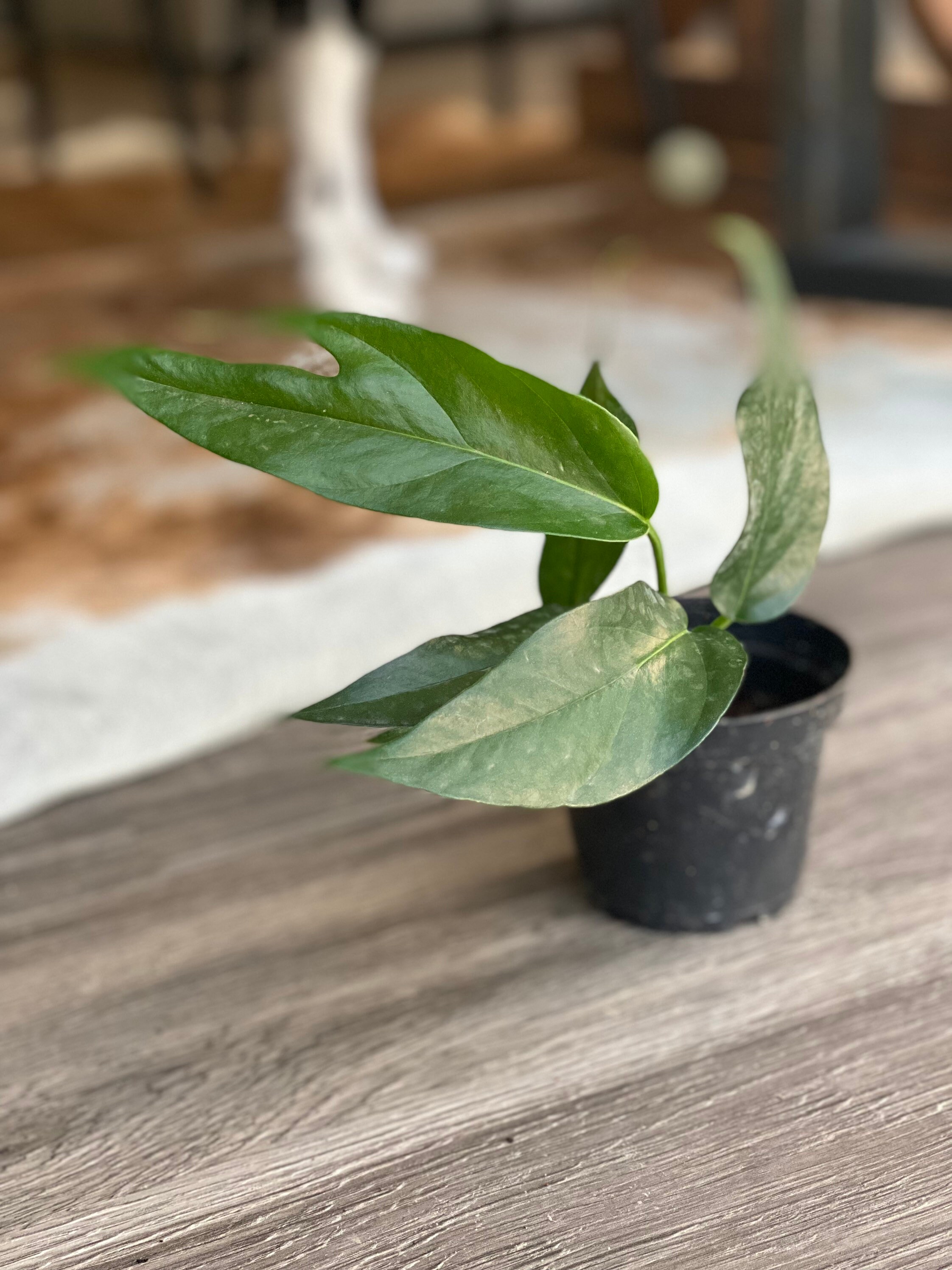 Craft Supplies & Tools Baltic Blue Pothos Baltic Blue Epipremnum ...