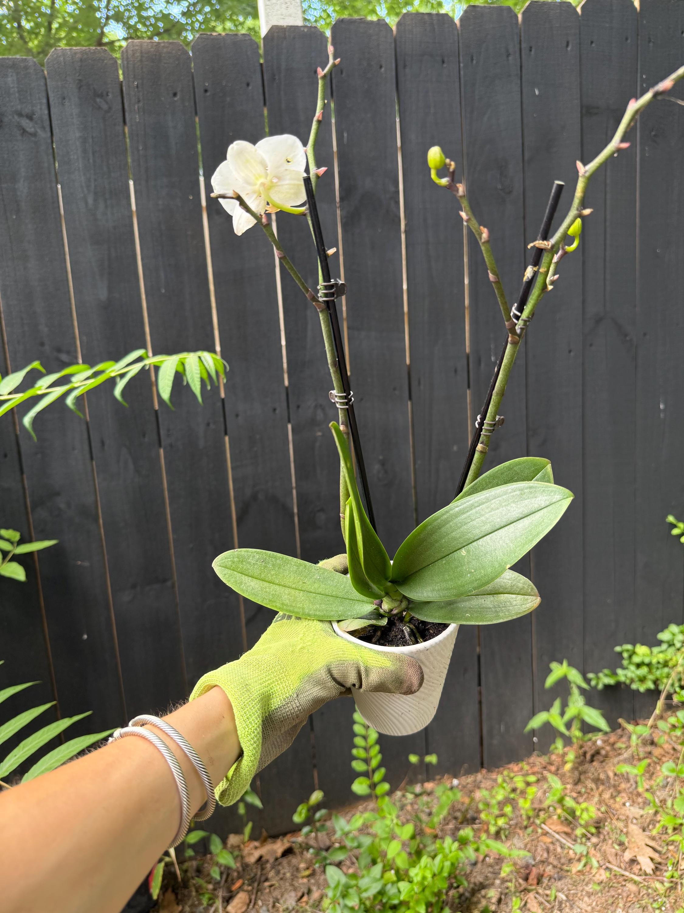 Orchid Plant Variegated Phalaenopsis White Yellow Purple Flower Bloom ...