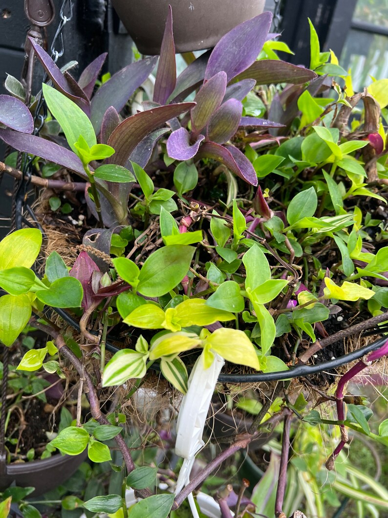 Rare Tradescantia Wandering Jew/dude Varieties Variegated Flumensis ...