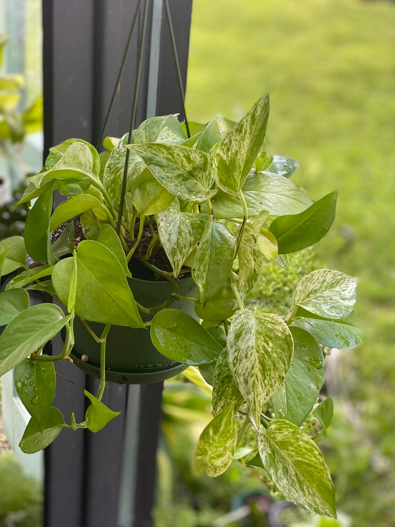 Pothos Cuttings Mix - Etsy