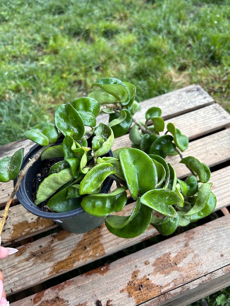 Hoya Cutting Box - Etsy