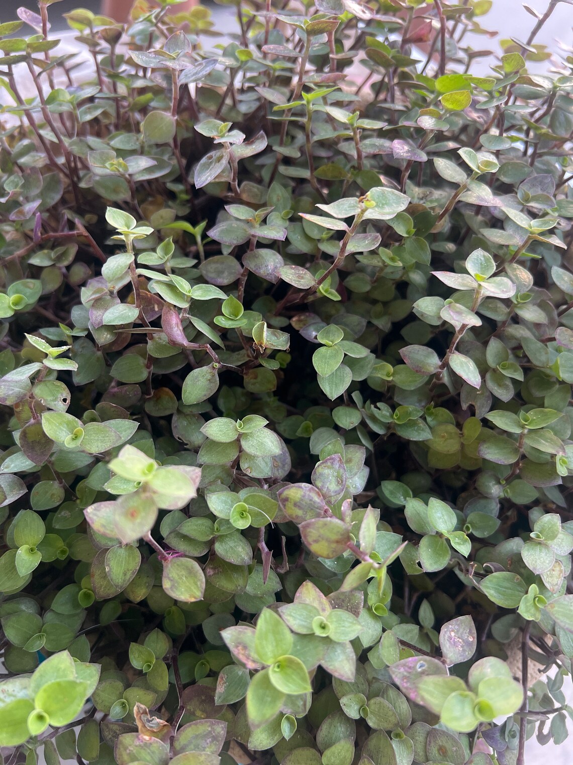 Bolivian Jew Callisia Repens Mini Wandering Jew Mini Wandering Dude - Etsy