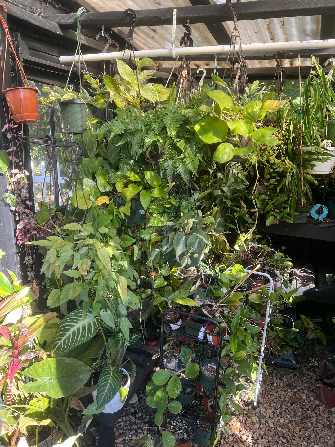 Random Plant Cutting Box Rare and Common Houseplants Variegated ...