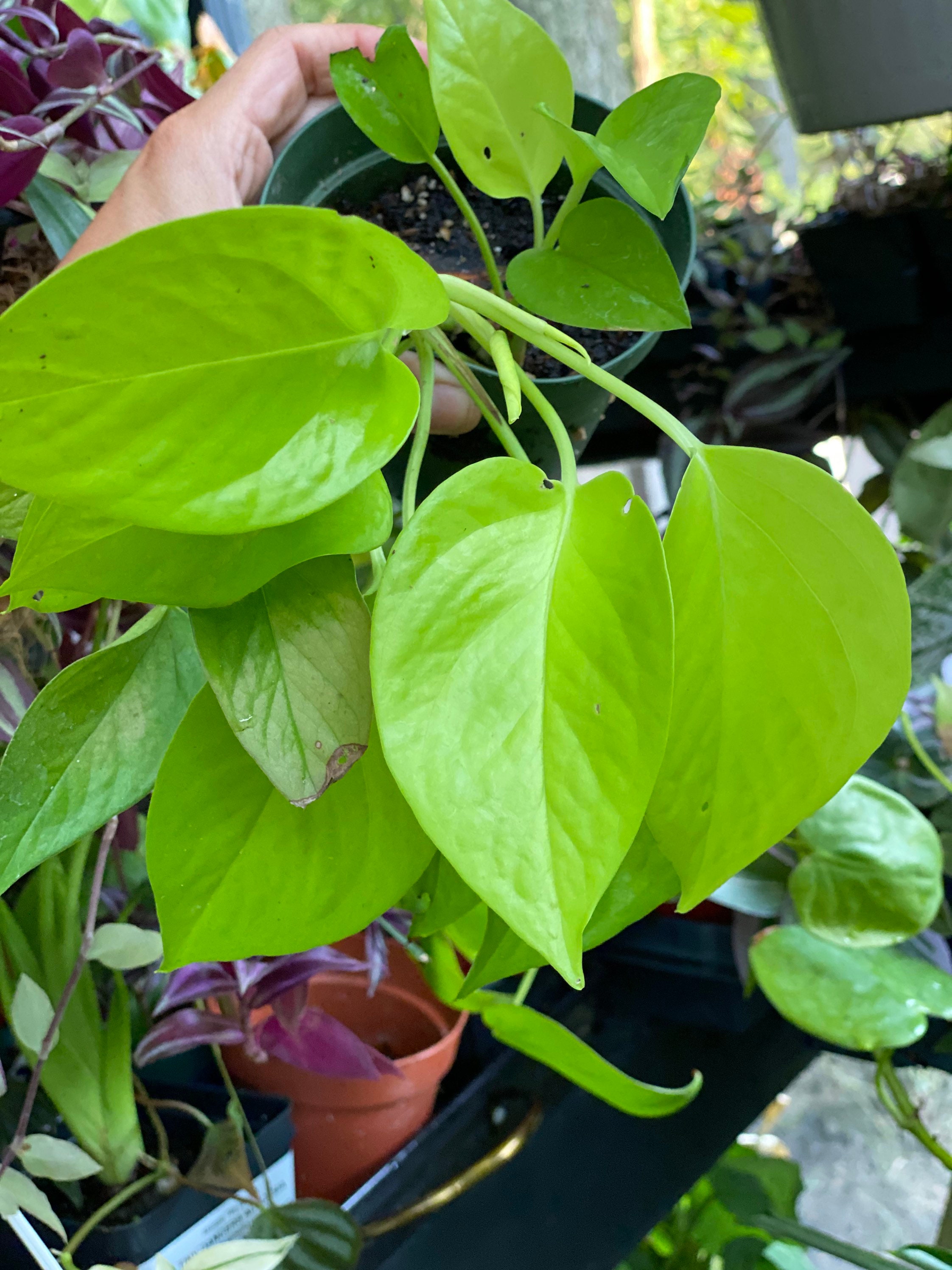 Pothos Cuttings Mix - Etsy