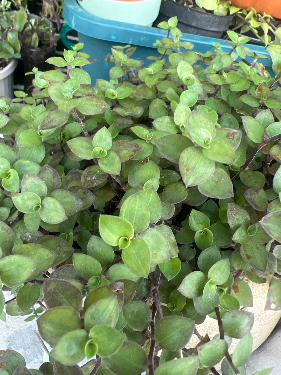 Bolivian Jew Callisia Repens Mini Wandering Jew Mini Wandering Dude - Etsy